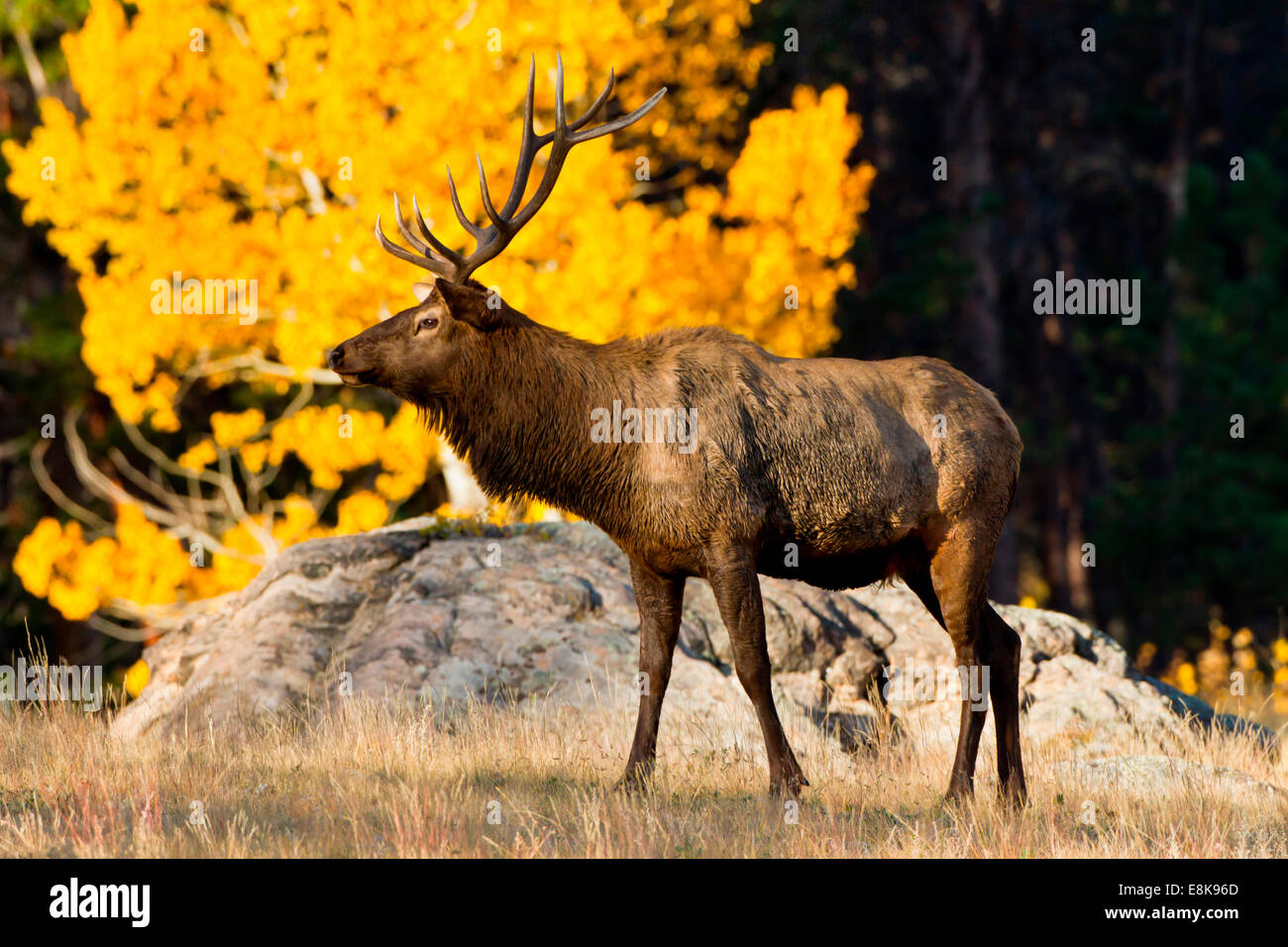 Aspen elk feeding hi-res stock photography and images - Alamy