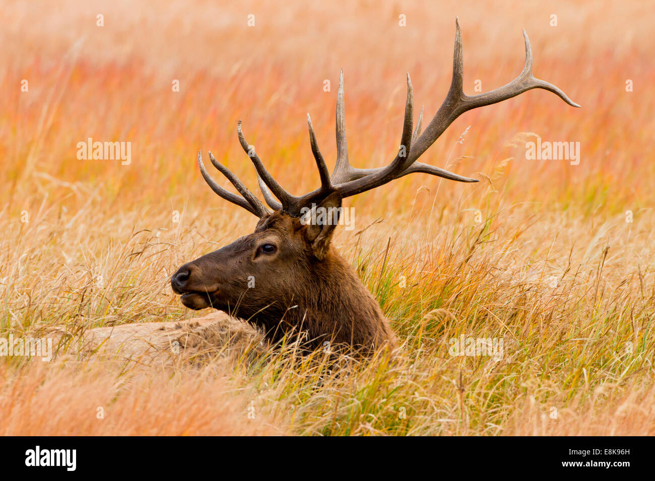 Elk (Cervus elephus) resting in meadow grass Stock Photo - Alamy