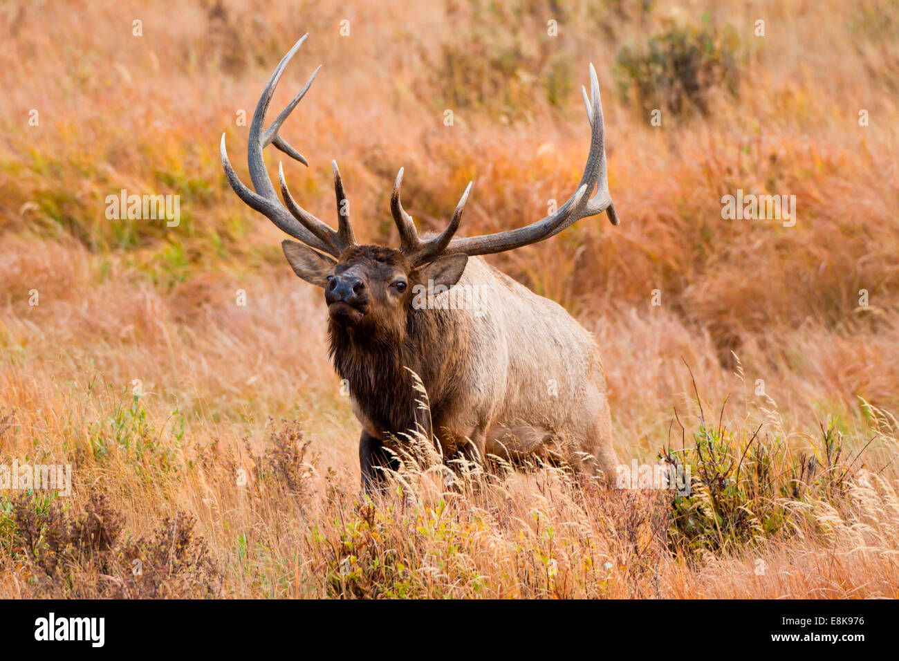 Elk (Cervus elephus) bull herding harem and bugling Stock Photo - Alamy