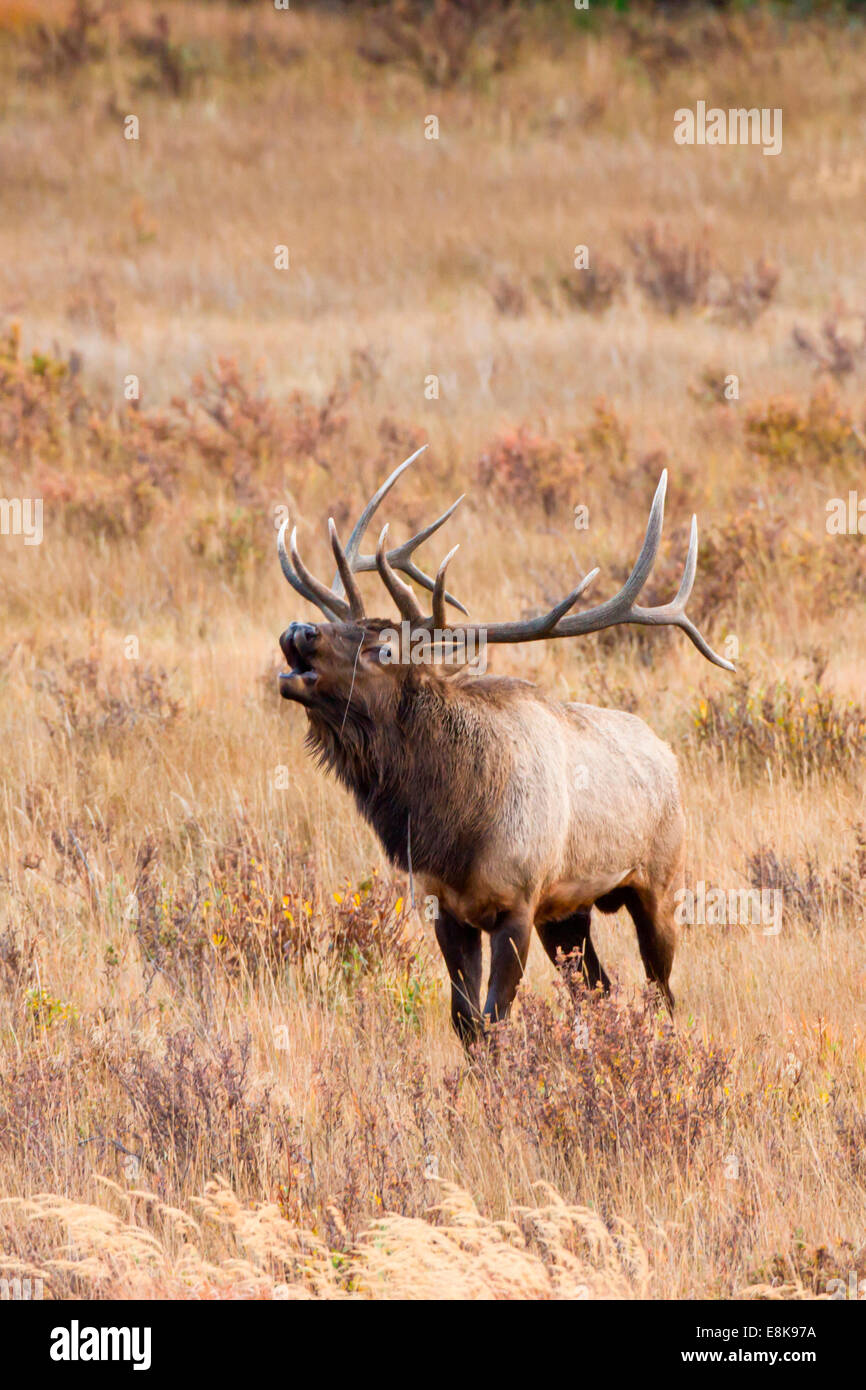 Bull herding hi-res stock photography and images - Alamy