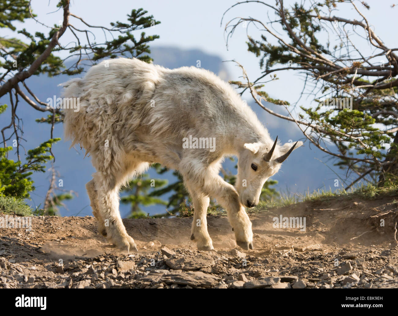 Ground pawing hi-res stock photography and images - Alamy