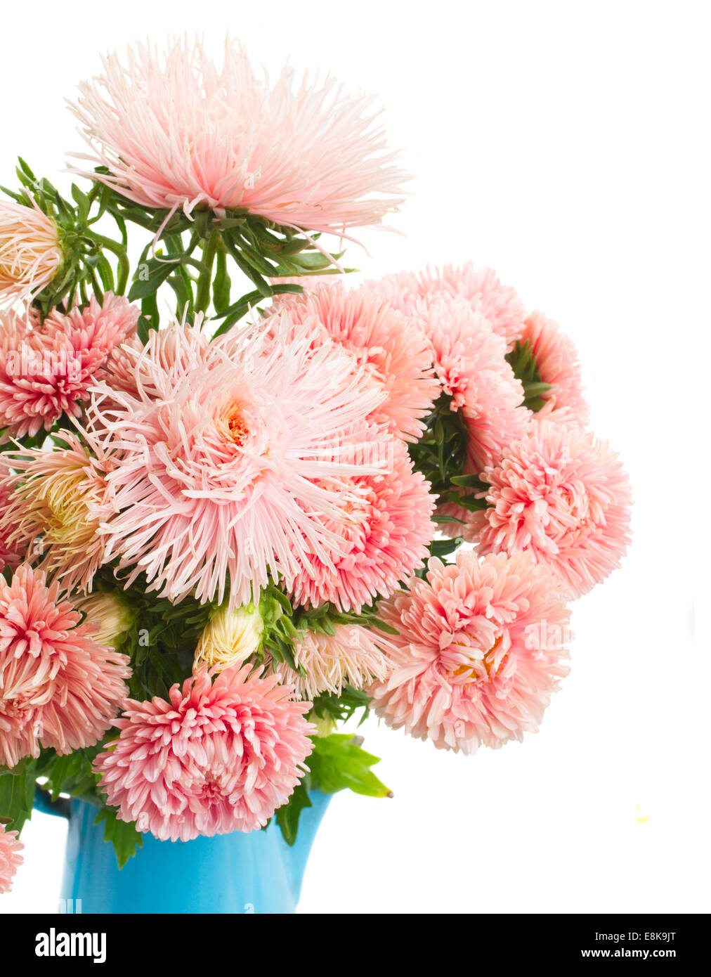 Pink astra hi-res stock photography and images - Alamy