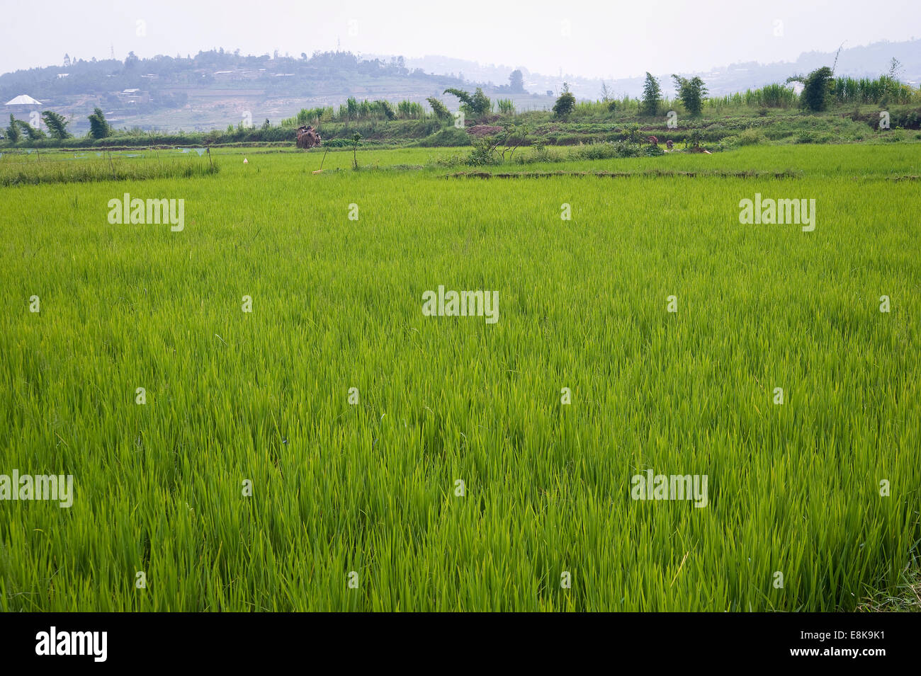 Kigali rwanda rice hi-res stock photography and images - Alamy