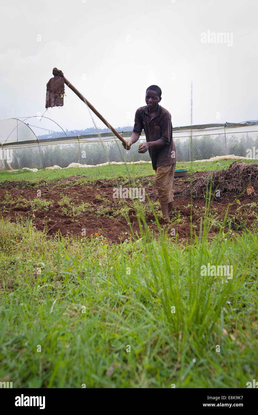Kigali rwanda rice hi-res stock photography and images - Alamy