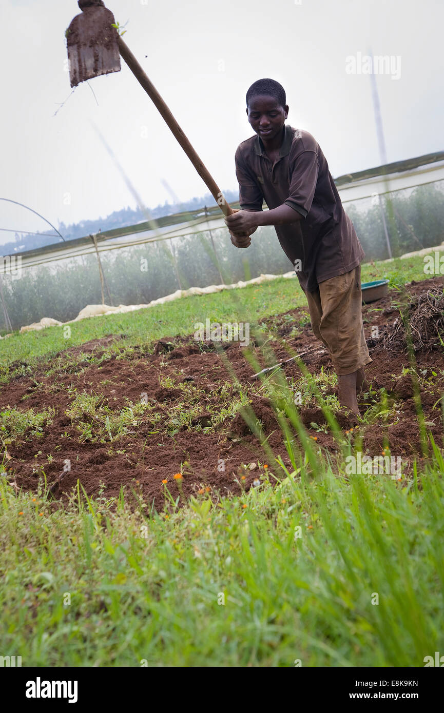 Kigali rwanda rice hi-res stock photography and images - Alamy