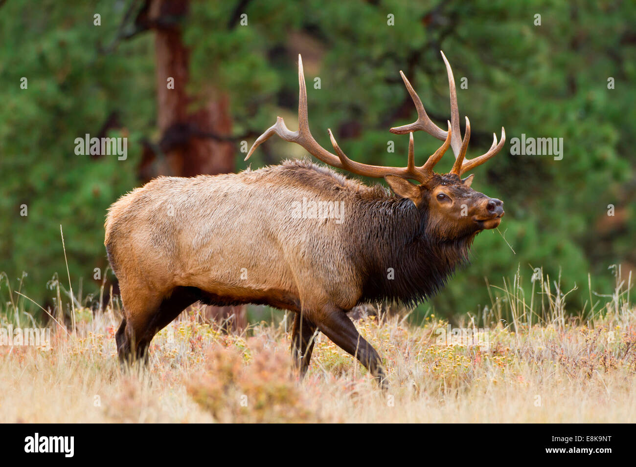 Elk (Cervus elephus) bull herding harem and bugling Stock Photo - Alamy