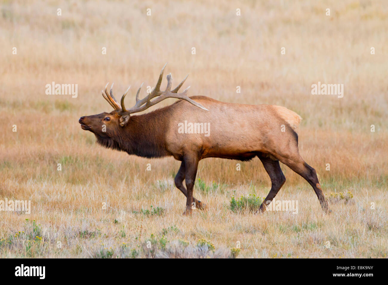 Elk (Cervus elephus) bull herding harem and bugling Stock Photo - Alamy