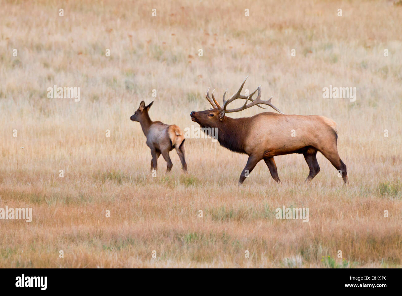 Elk (Cervus elephus) bull herding harem and bugling Stock Photo - Alamy