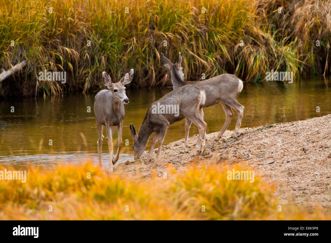 Deer drinking stream hi-res stock photography and images - Alamy