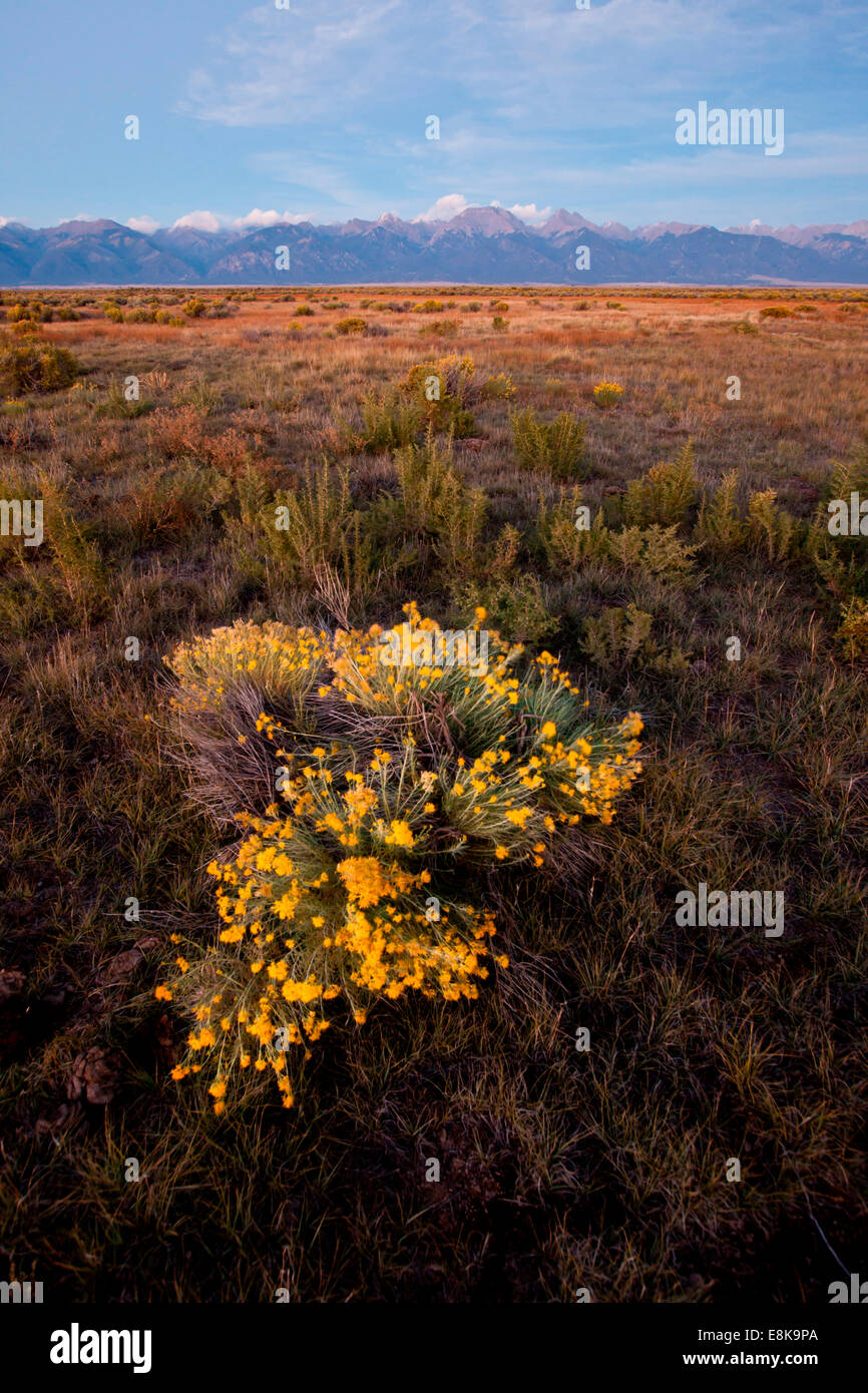 Rabbit bush hi-res stock photography and images - Alamy