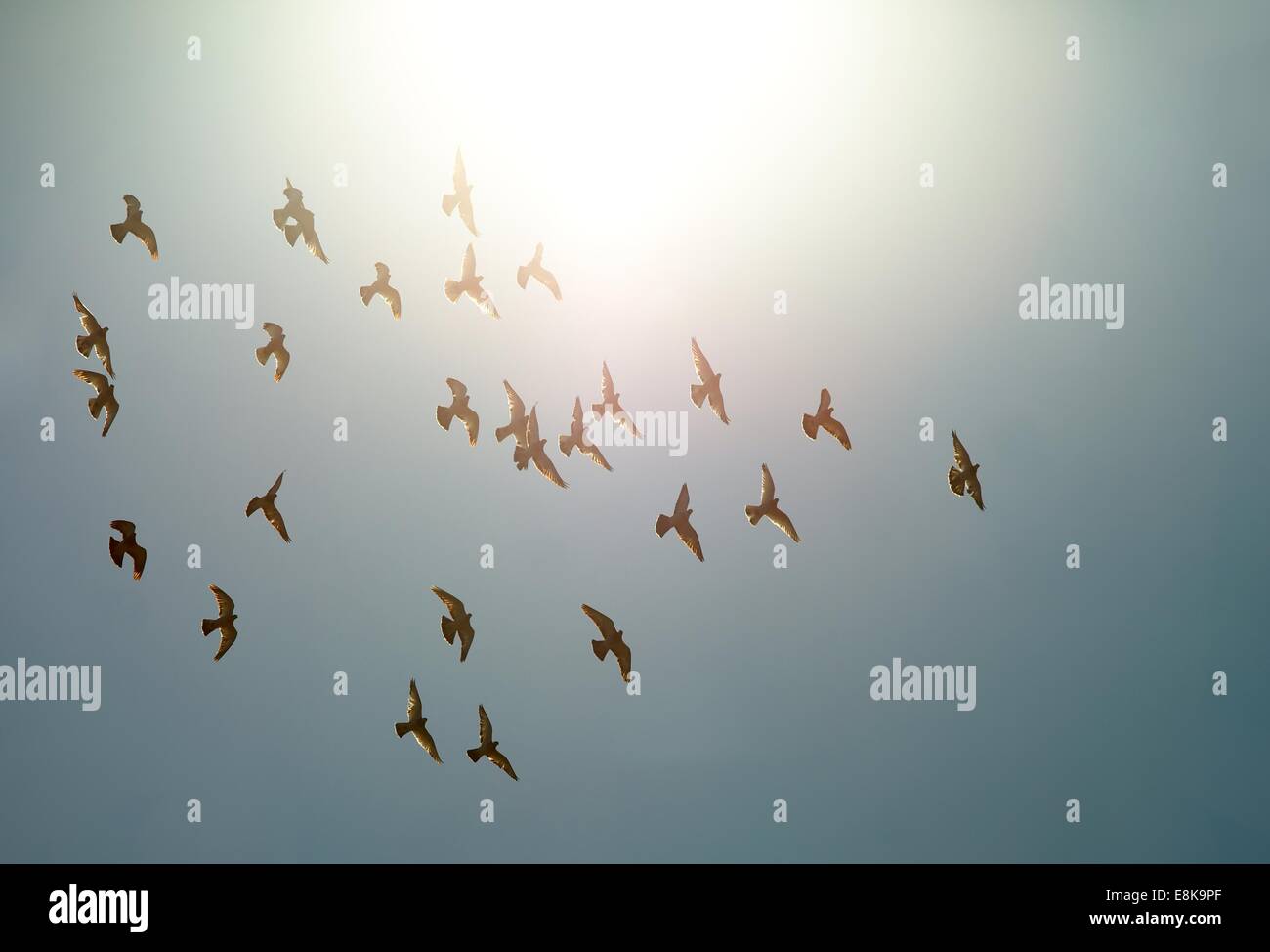 Group birds fly above hi-res stock photography and images - Alamy