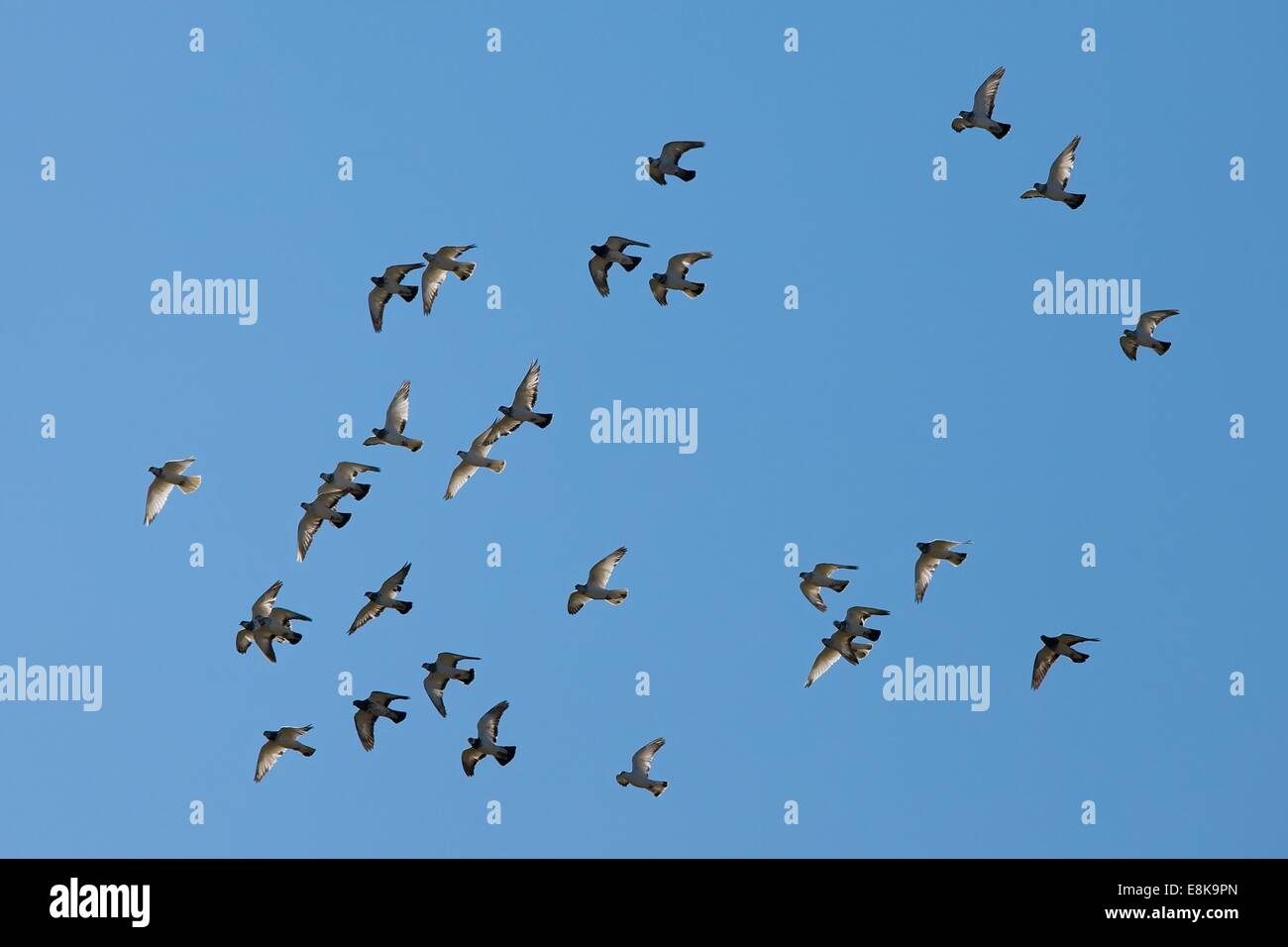 Blue sky white cloud birds hi-res stock photography and images - Alamy