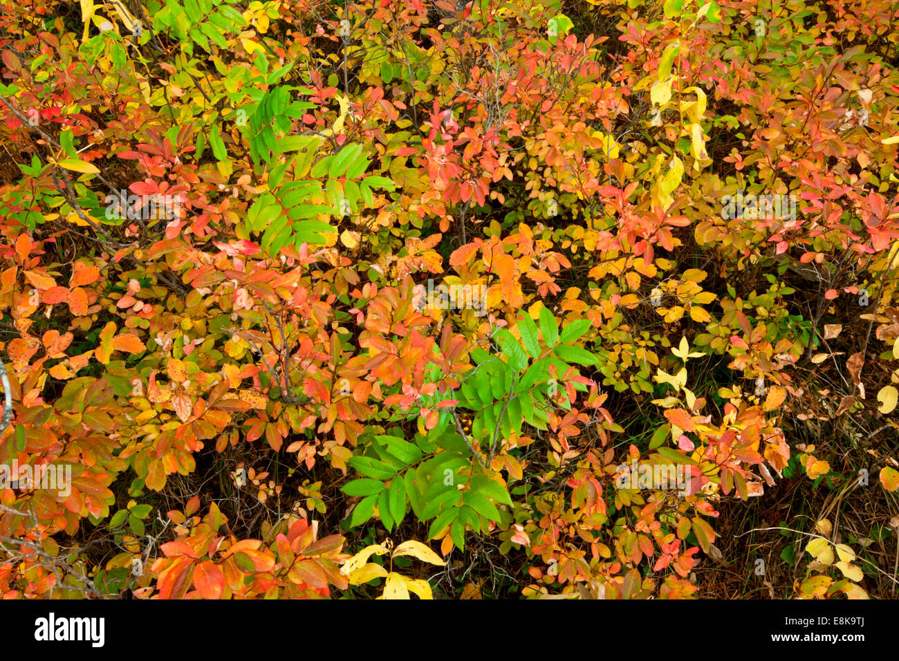 Autumn color on ground cover in Rocky Mountains Stock Photo - Alamy