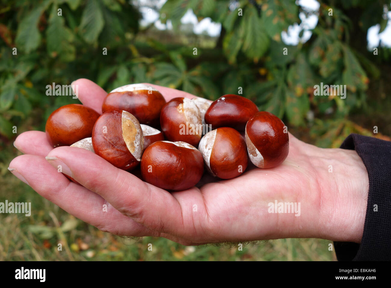 Conkers from horse chestnut aesculus hi-res stock photography and ...