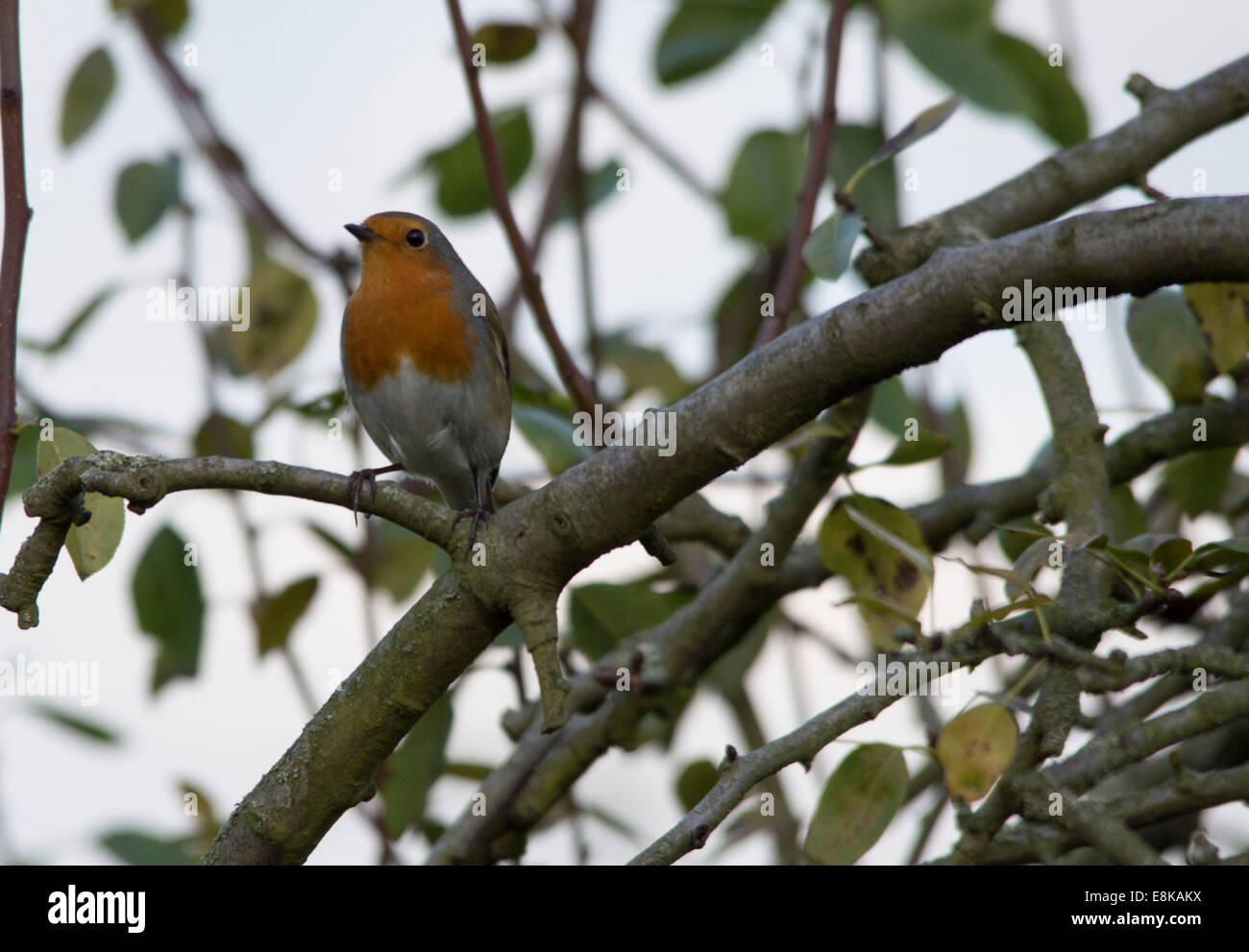 Robin sat in tree hi-res stock photography and images - Alamy