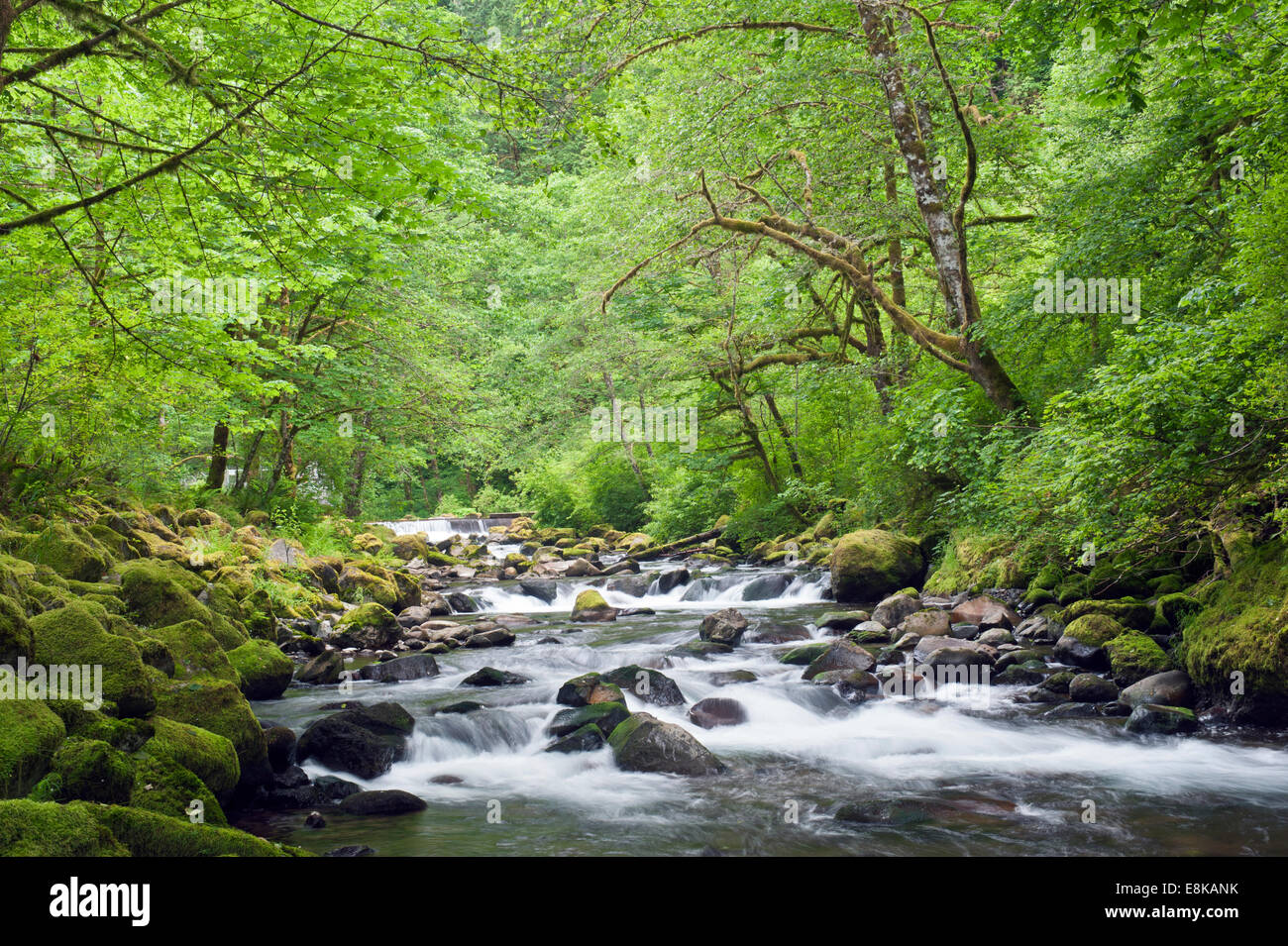 USA, Oregon, Columbia River Gorge, Tanner Creek Stock Photo - Alamy