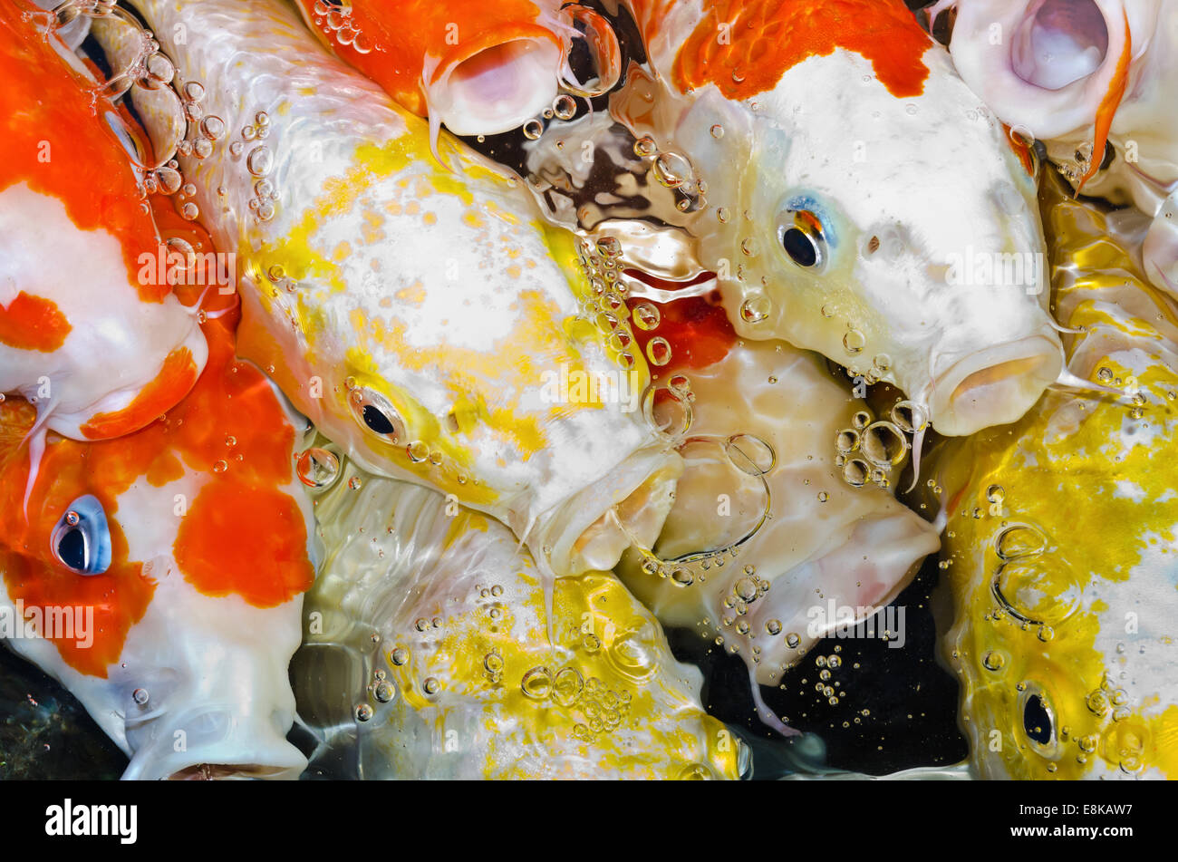 Colorful many Koi Carp fishs crowding together competing for food Stock ...
