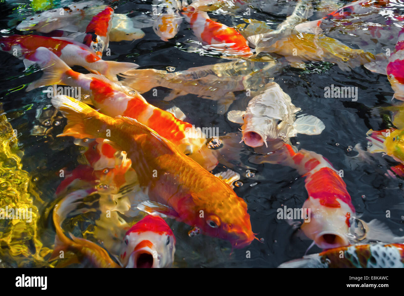 Colorful many Koi Carp fishs crowding together competing for food Stock ...