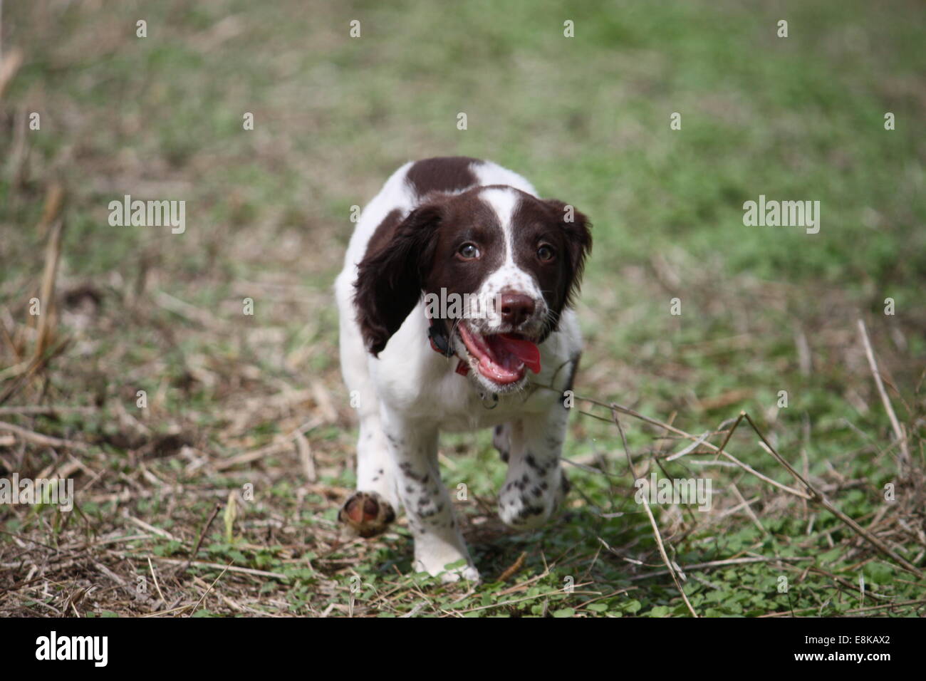 Very cute young liver and white working type english springer spaniel ...