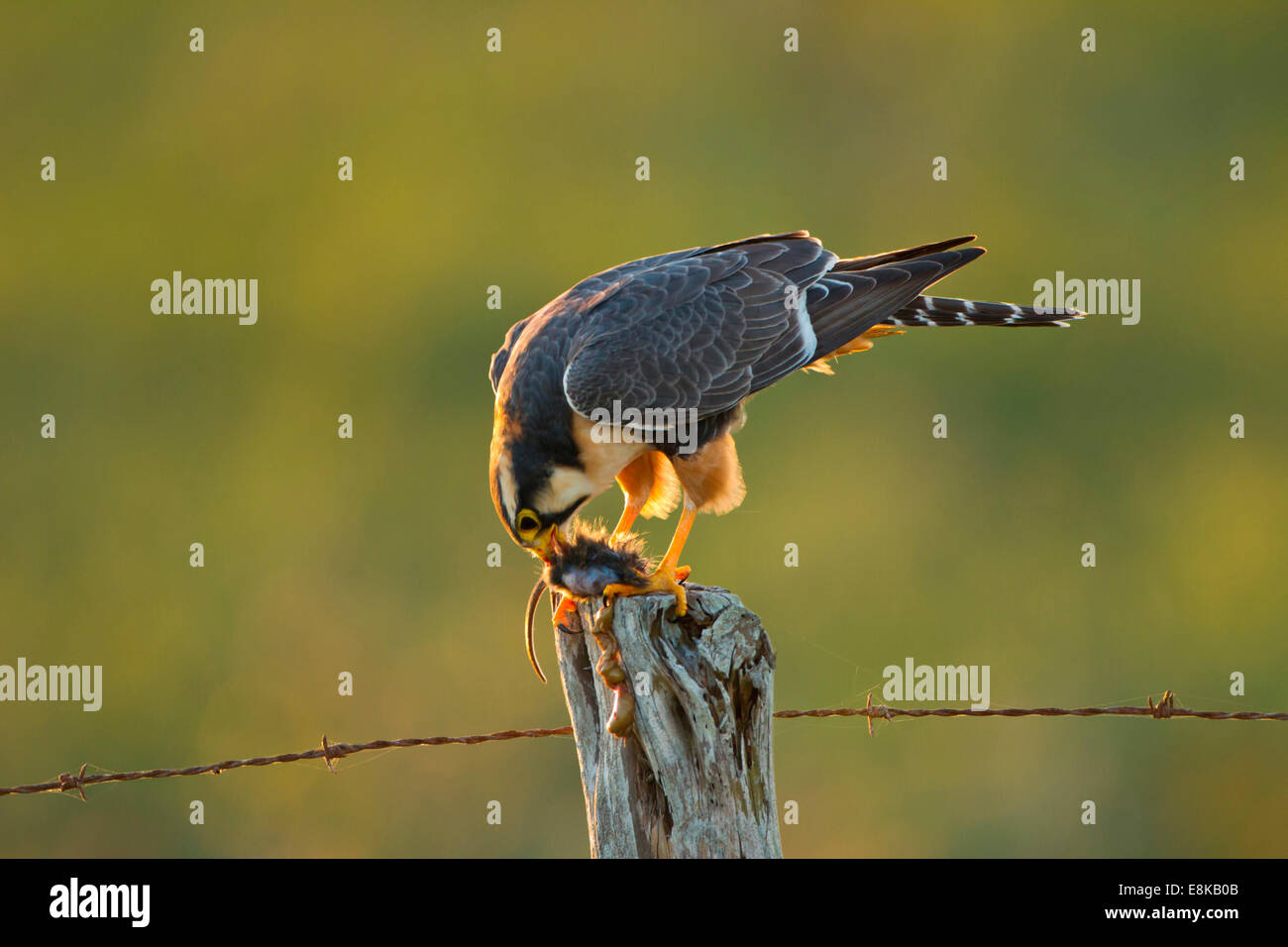 Aplomado Falcon (Falco femoralis) adult feeding, south Texas, USA Stock ...