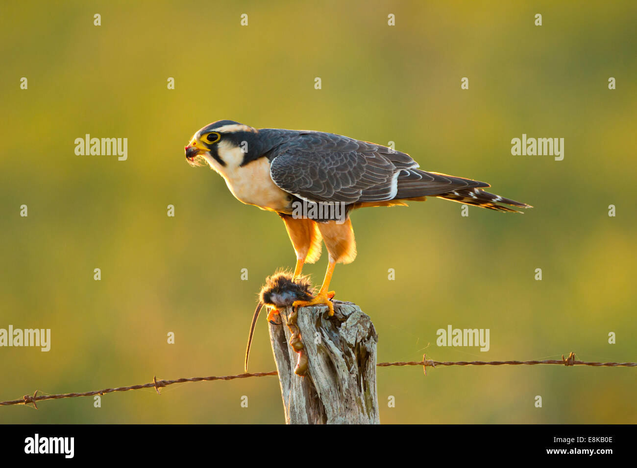 Aplomado Falcon (Falco femoralis) adult feeding, south Texas, USA Stock ...