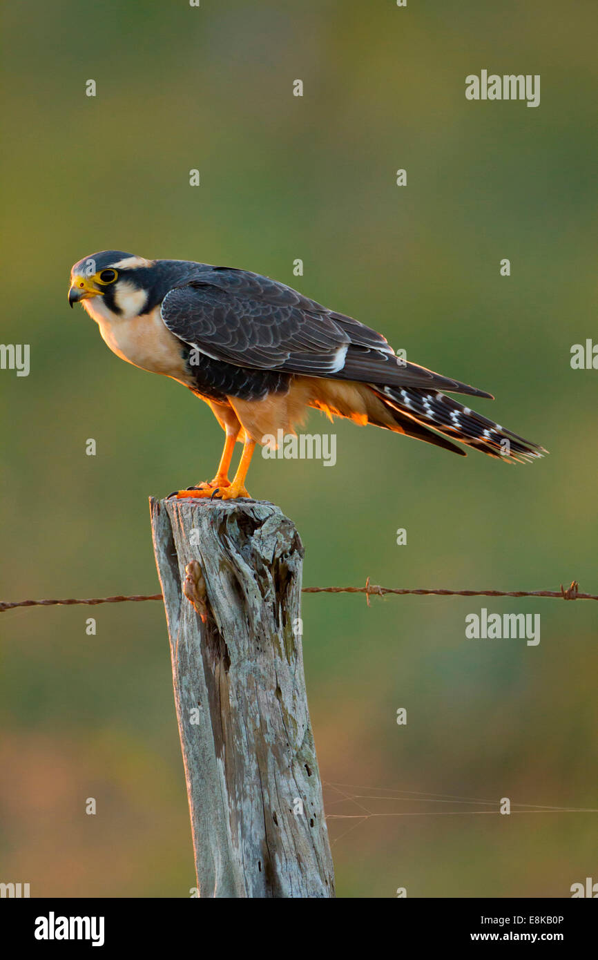 Aplomado Falcon (Falco femoralis) adult perched on fence, south Texas ...