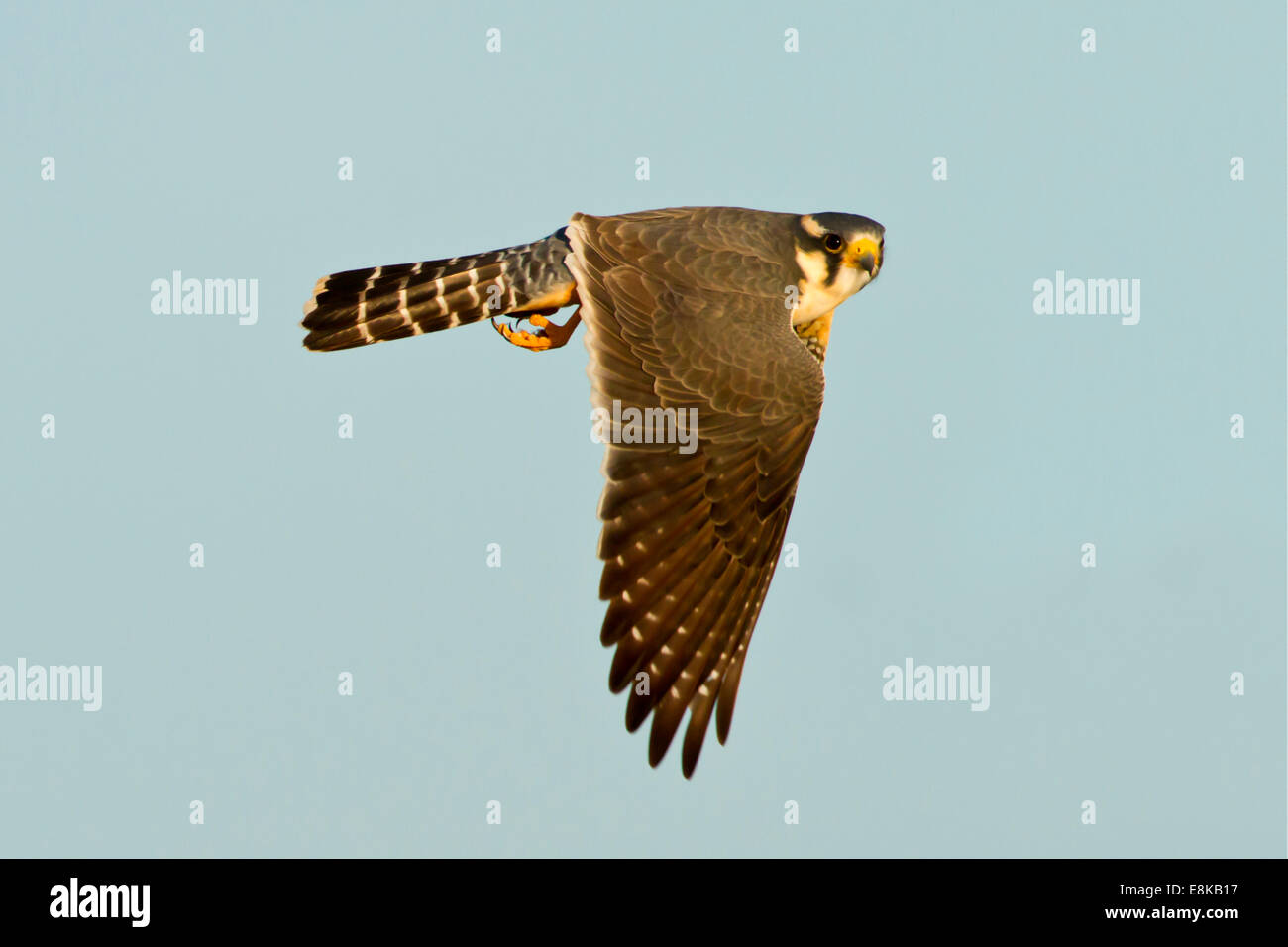 Aplomado Falcon (Falco femoralis) adult in flight, south Texas, USA ...