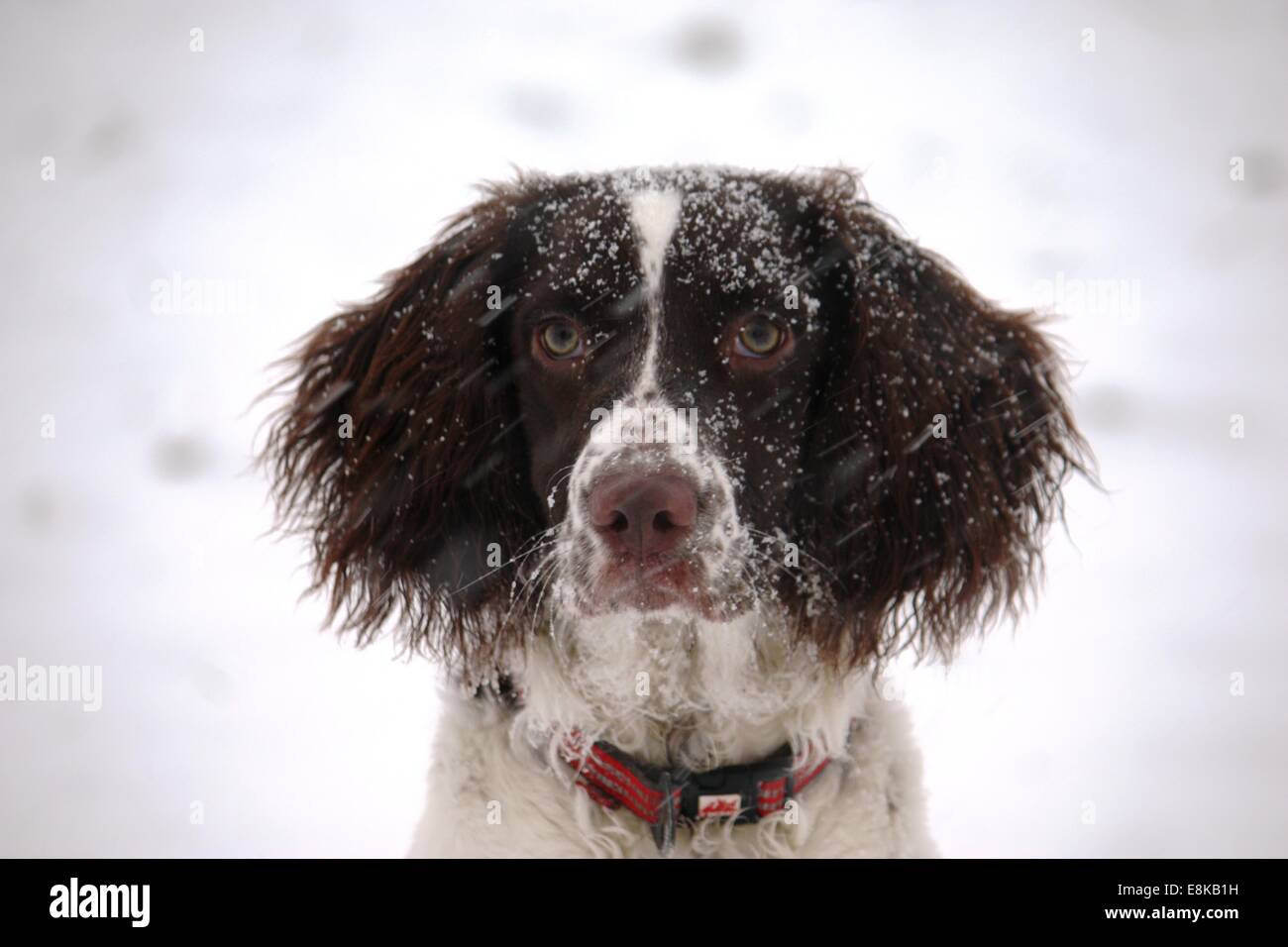 liver and white working type english springer spaniel pet gundog in ...