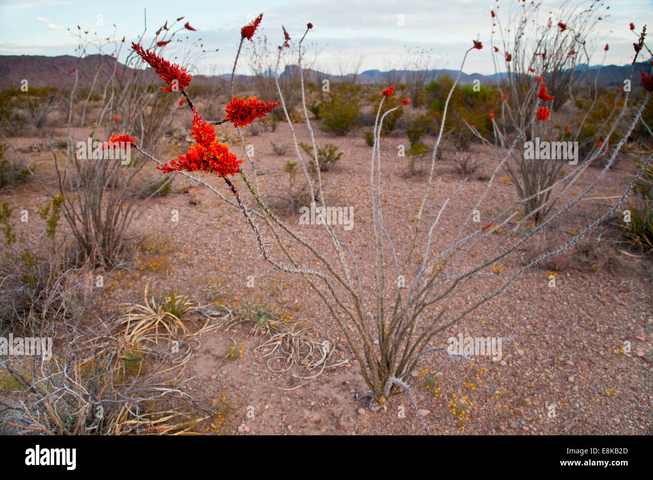 Ocotillo plant in bloom Stock Photo - Alamy