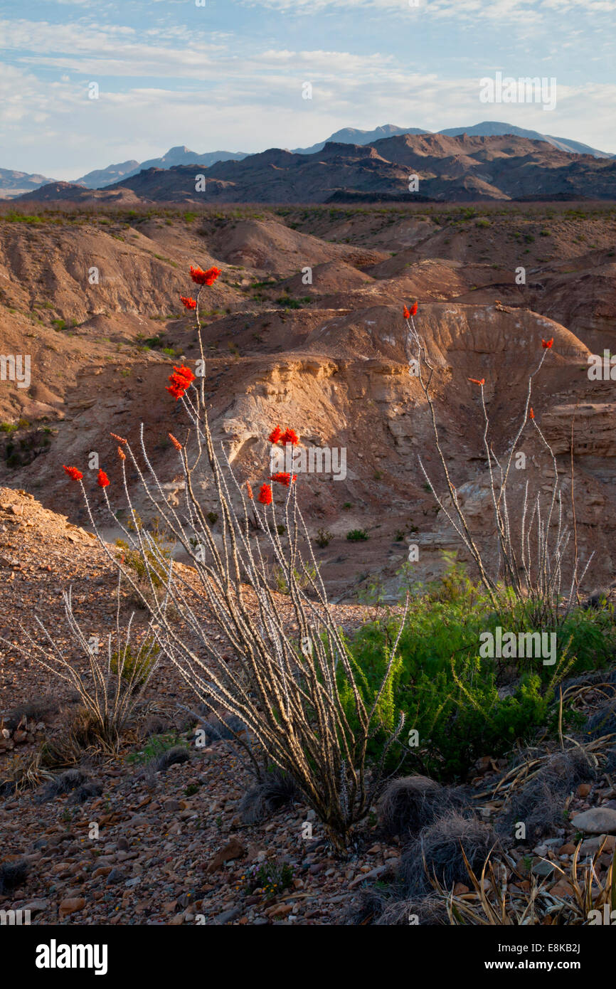 Ocotillo plant in bloom Stock Photo - Alamy