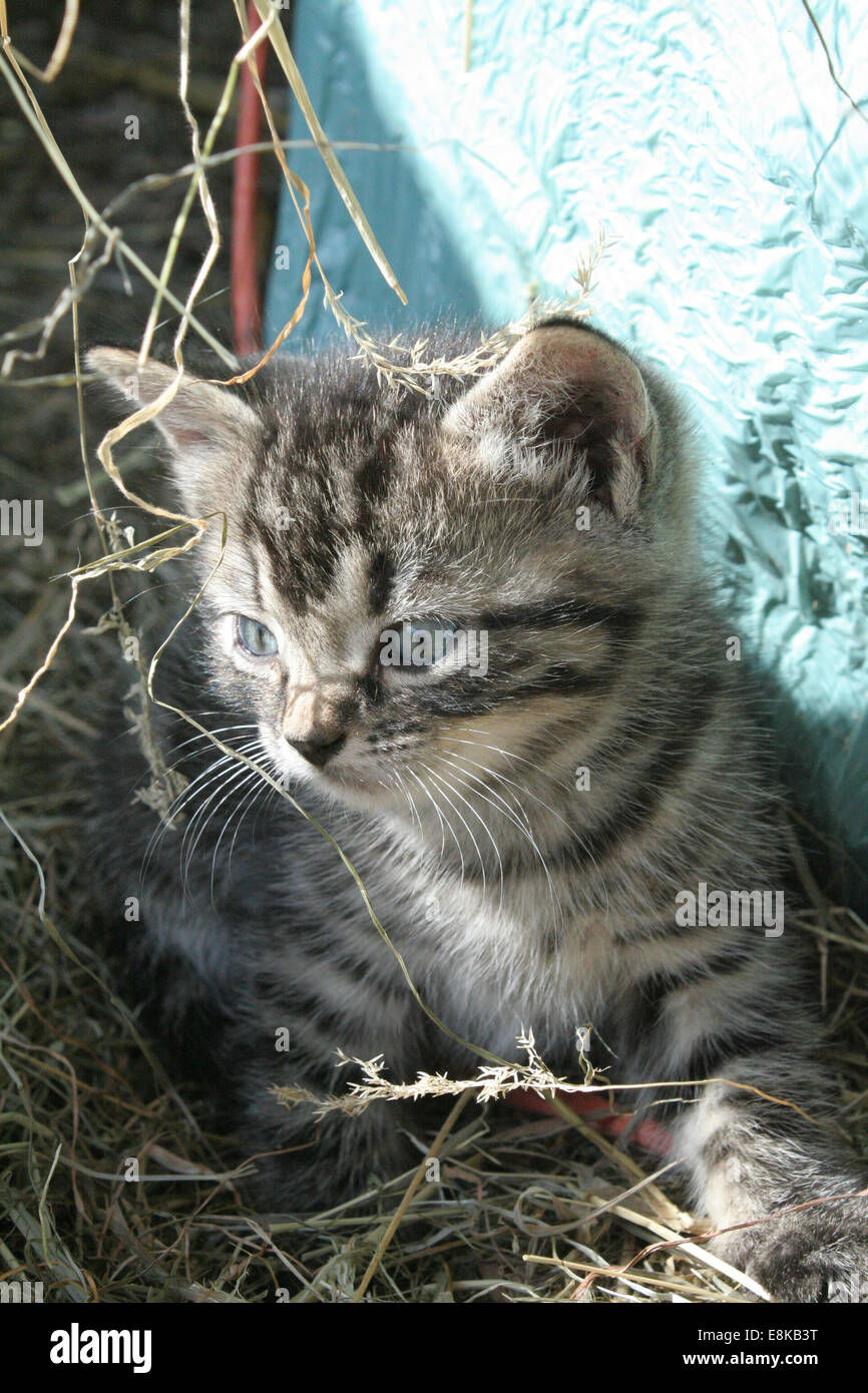 Cheeky kittens hi-res stock photography and images - Alamy