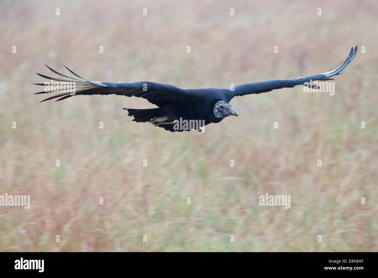 Black Vulture (Coragyps atratus) in flight Stock Photo - Alamy