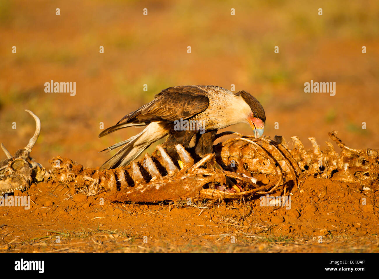 Carrion carcass scavenging hi-res stock photography and images - Alamy
