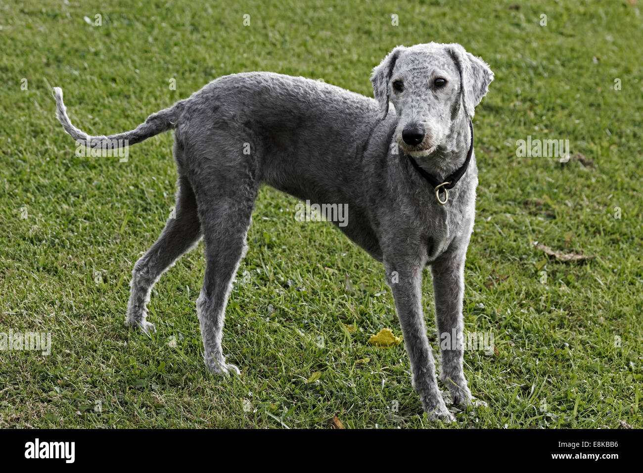 Bedlington terrier hi-res stock photography and images - Alamy
