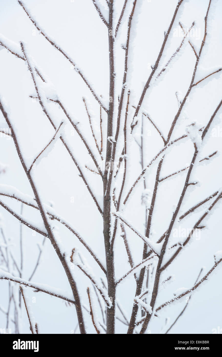 Ice coated tree hi-res stock photography and images - Alamy