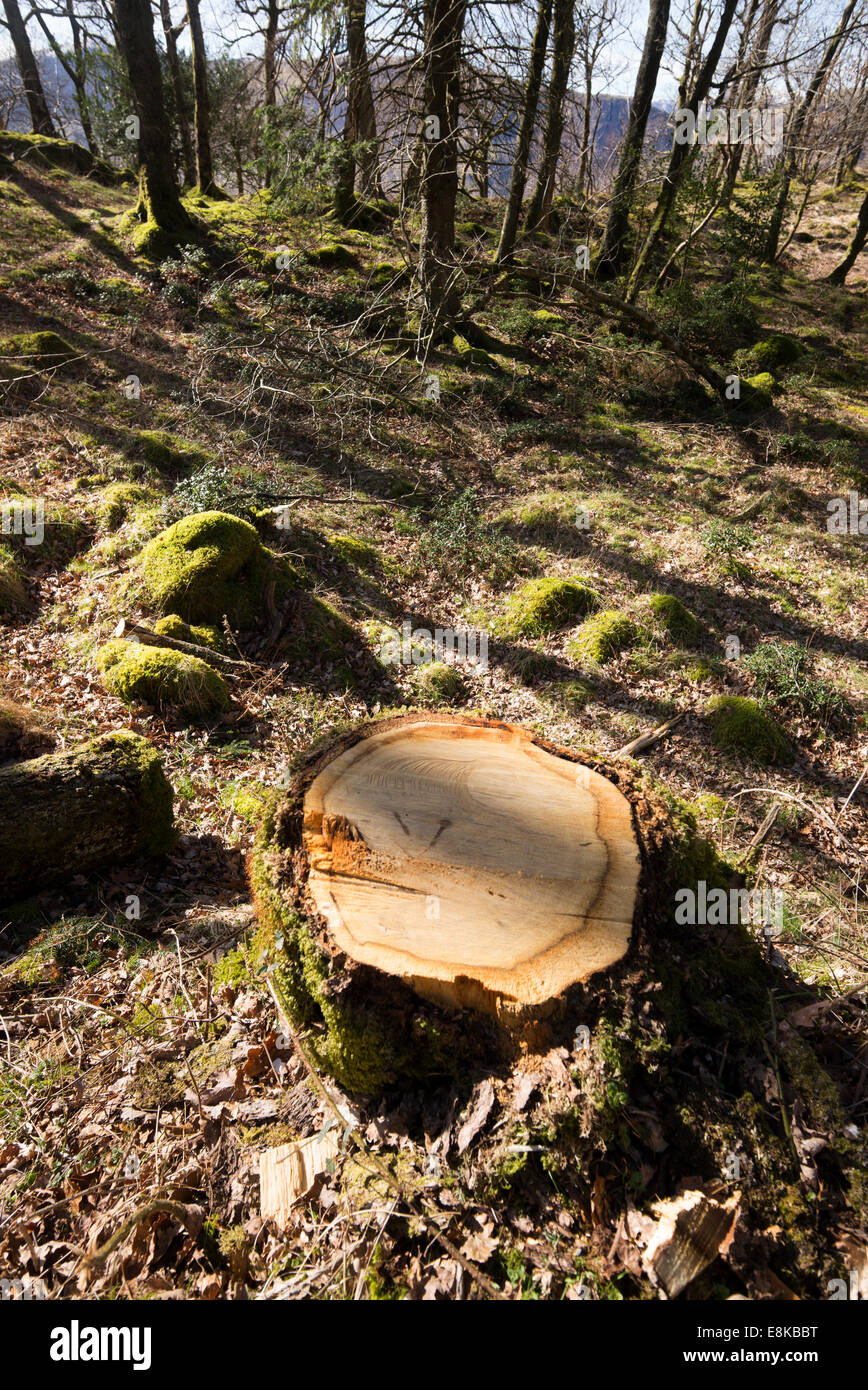 A freshly sawn tree stump in a wood, English Lake District, UK Stock ...