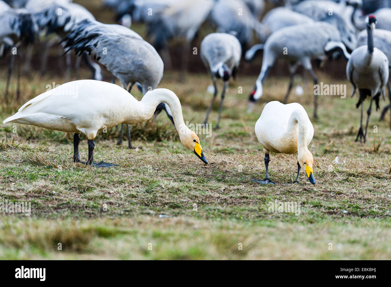 Sweden, Lake Hornborga. Annual migration of Common Cranes. Whooper Swan ...