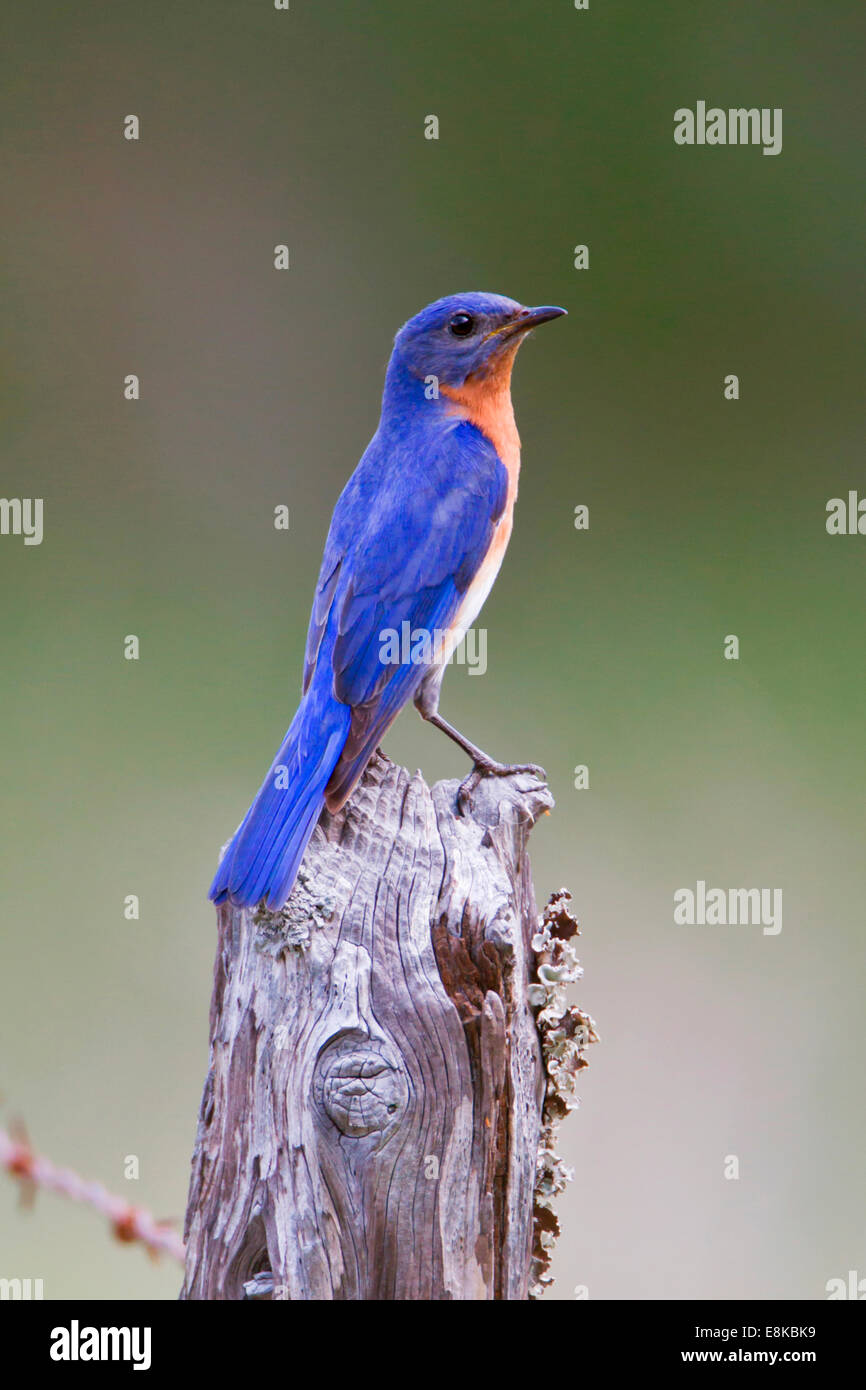 Eastern bluebird sialia sialis adult hi-res stock photography and ...