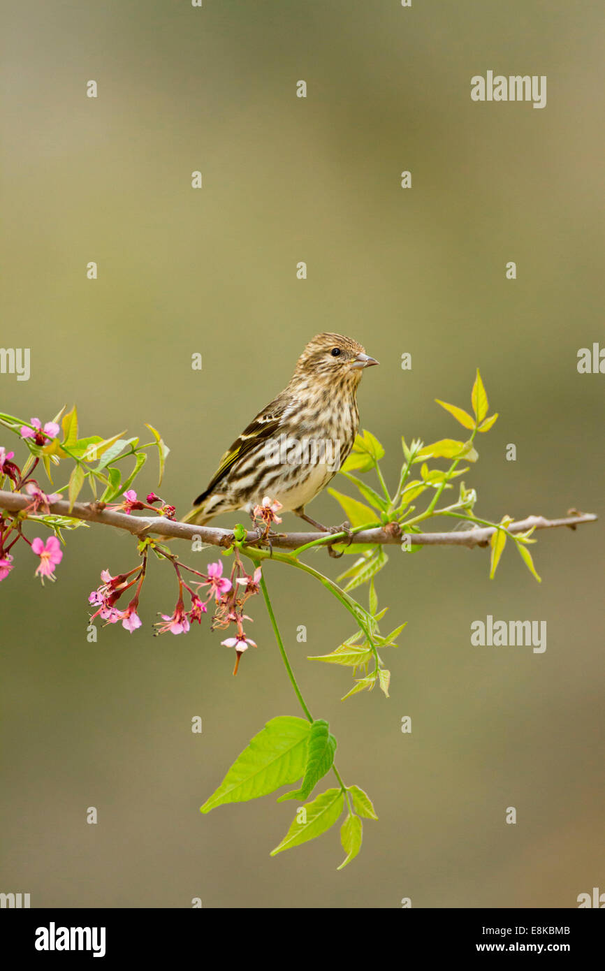 Pine Siskin (Spinus pinus) adult perched in buckeye tree Stock Photo ...