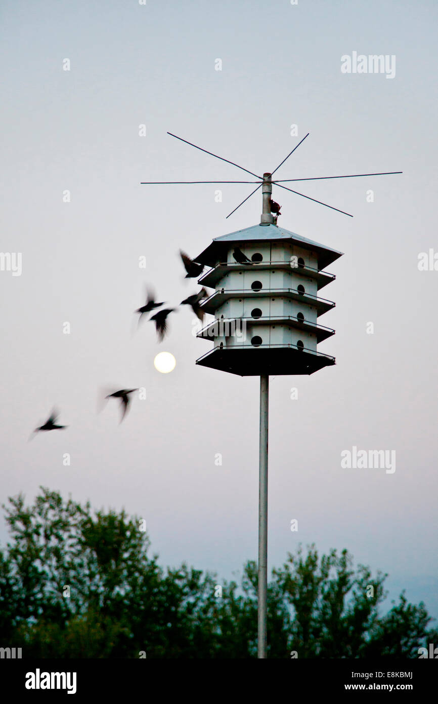 Purple martin nest box hi-res stock photography and images - Alamy