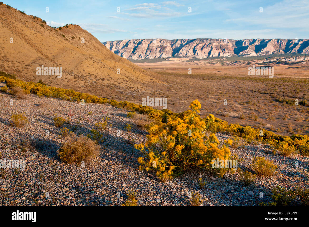 Rabbit bush in bloom, Utah desert Stock Photo - Alamy
