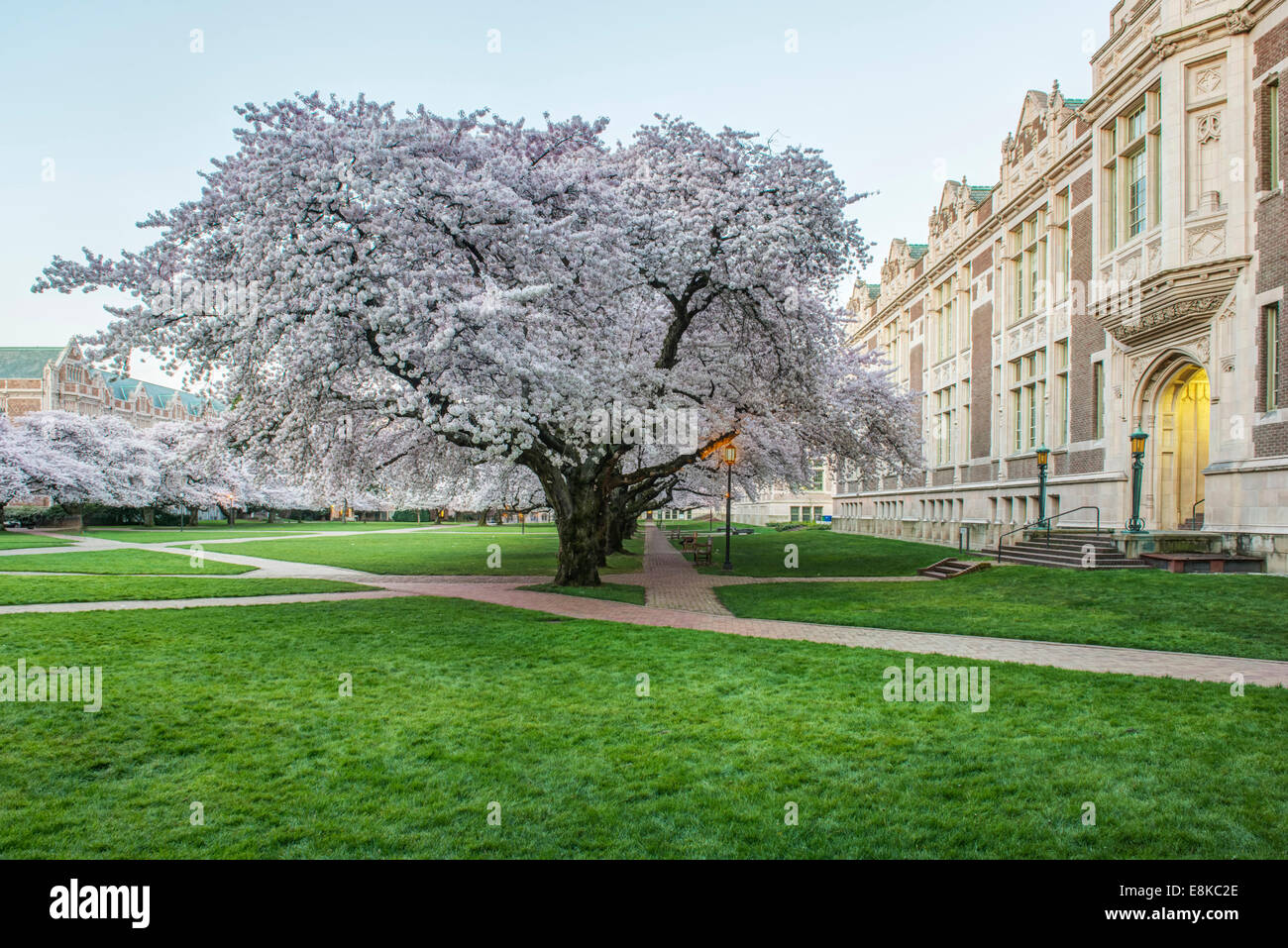 USA, Washington, Seattle, University of Washington Quad at Dawn (Large ...