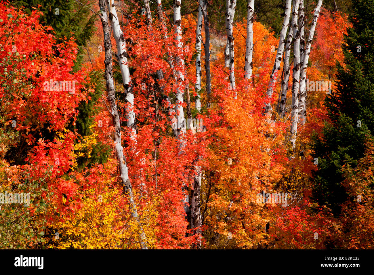Acer rubra hi-res stock photography and images - Alamy