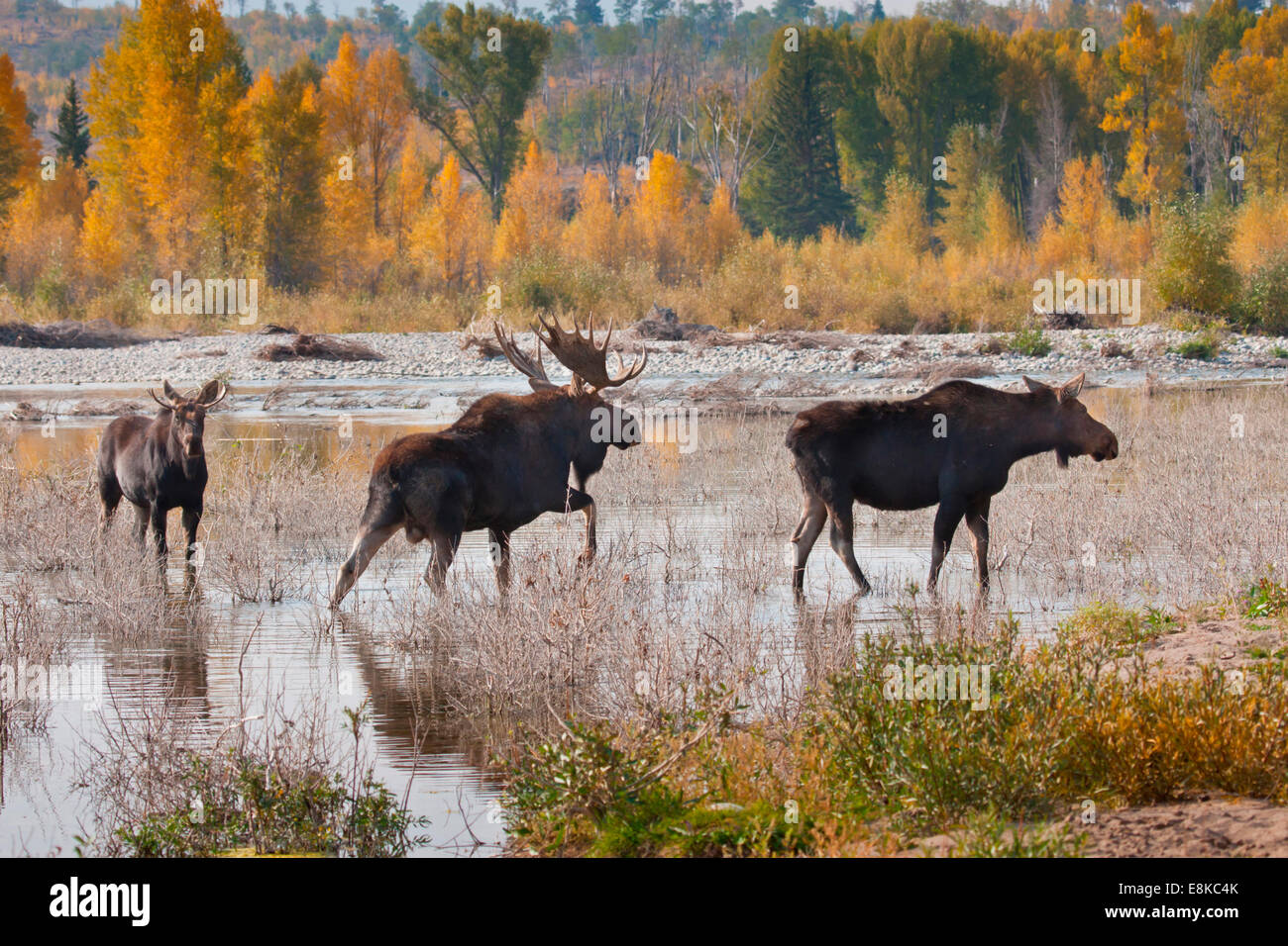 Moose (Alces alces)mature bull and cow in breeding activity Stock Photo ...