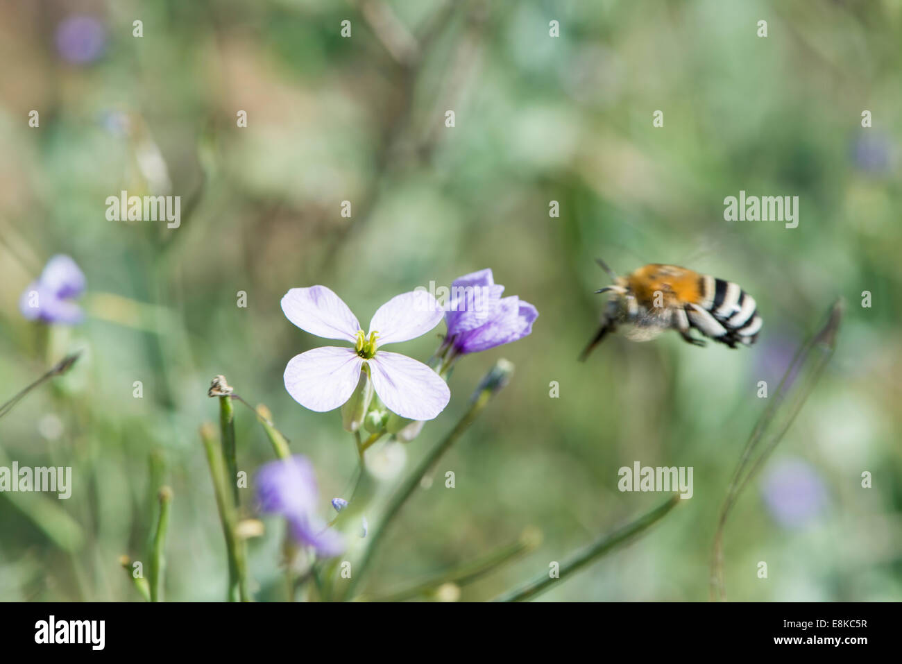 Bee flying into flower to get honey Stock Photo - Alamy