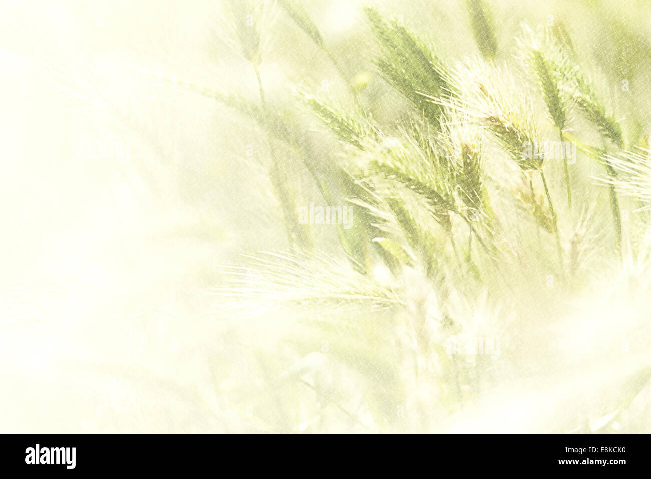 illustration of a spring wheat field for backgrounds Stock Photo - Alamy