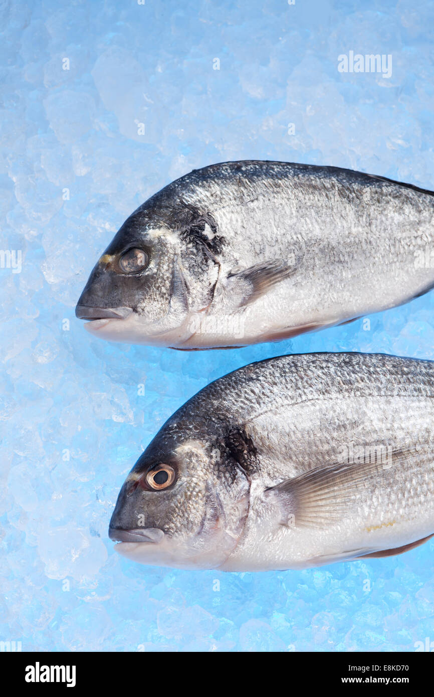 Gilthead bream (tail) hi-res stock photography and images - Alamy