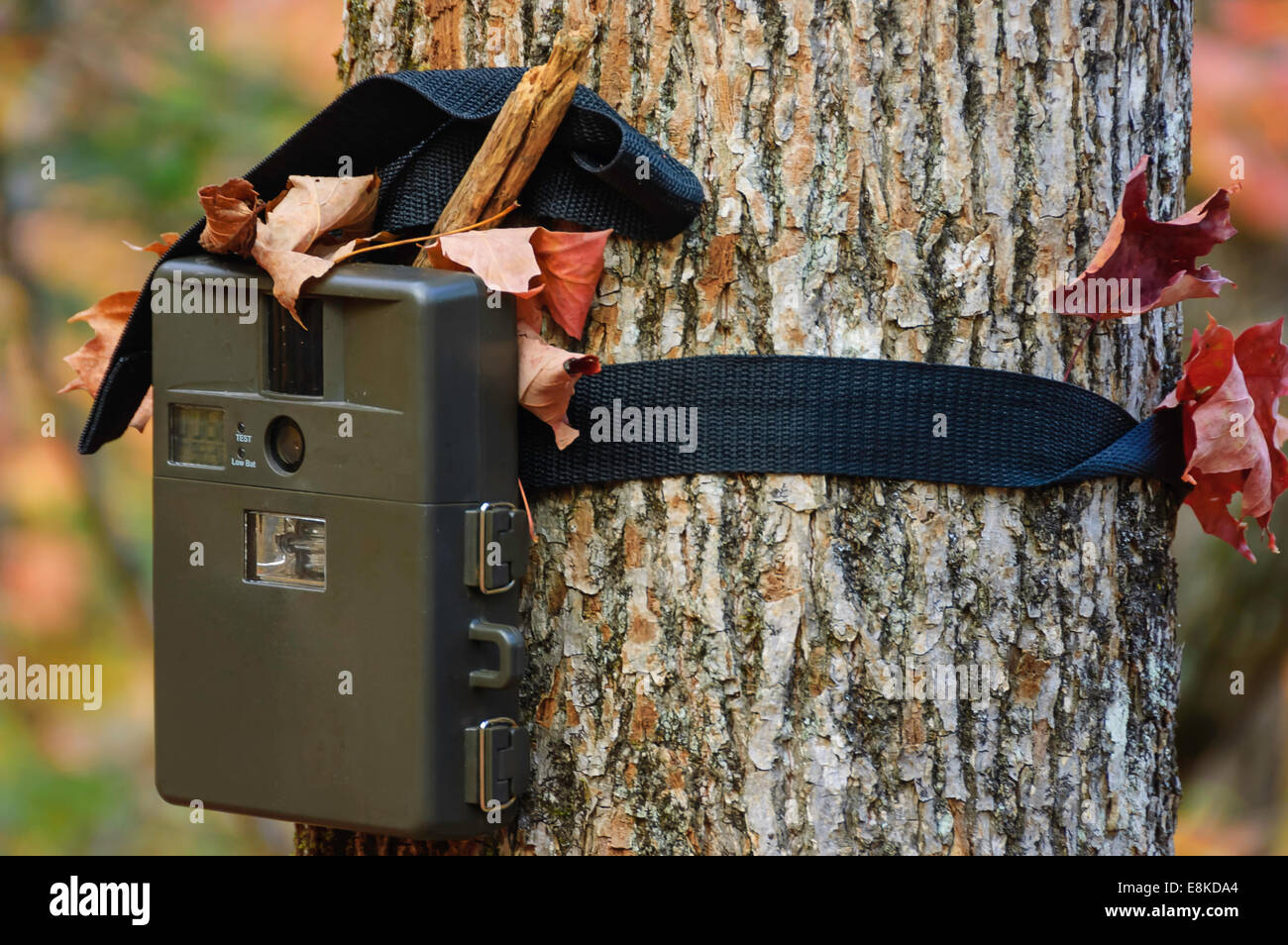 camera attached to a tree, used by hunters to spy wild animals, Quebec ...