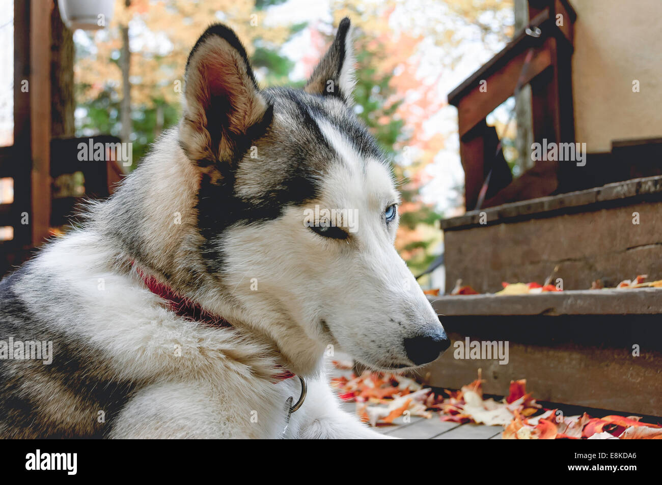 sled Siberian husky dog with blue eyes in Quebec country, Canada Stock ...