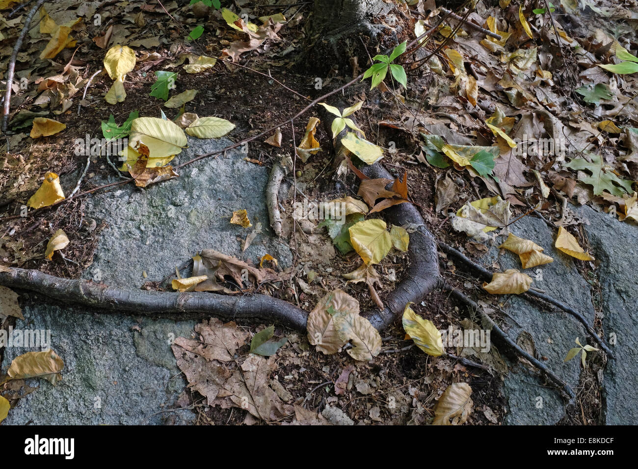 Tree Roots on Rock Stock Photo - Alamy